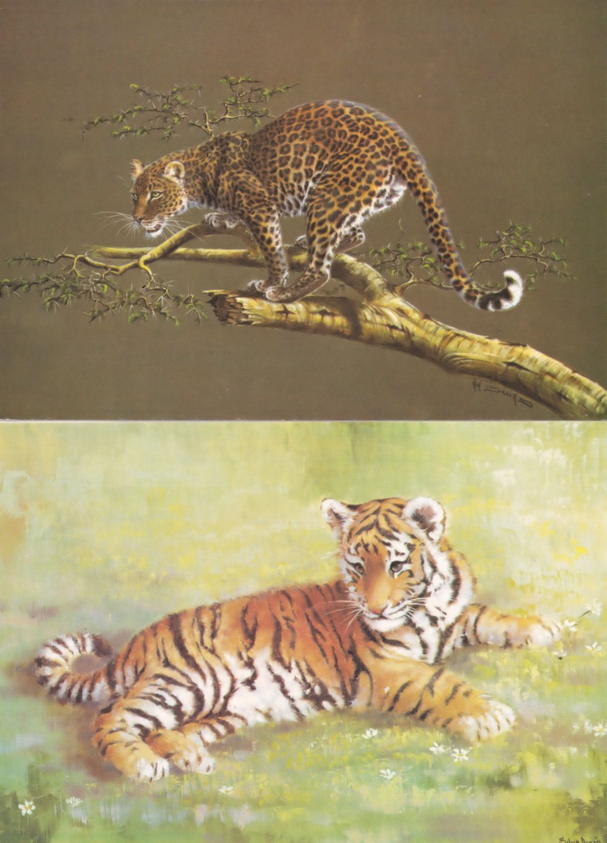 Tiger Cub Leopard 2x Medici Rare Giant Cat Postcard s | Topics ...