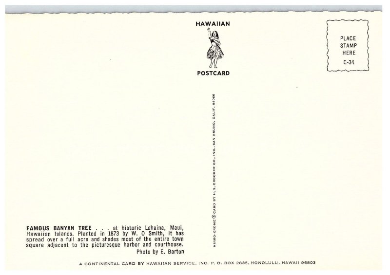 Famous Banyan Tree Planted in 1873 at Historic Lahaina Maui Hawaii ...