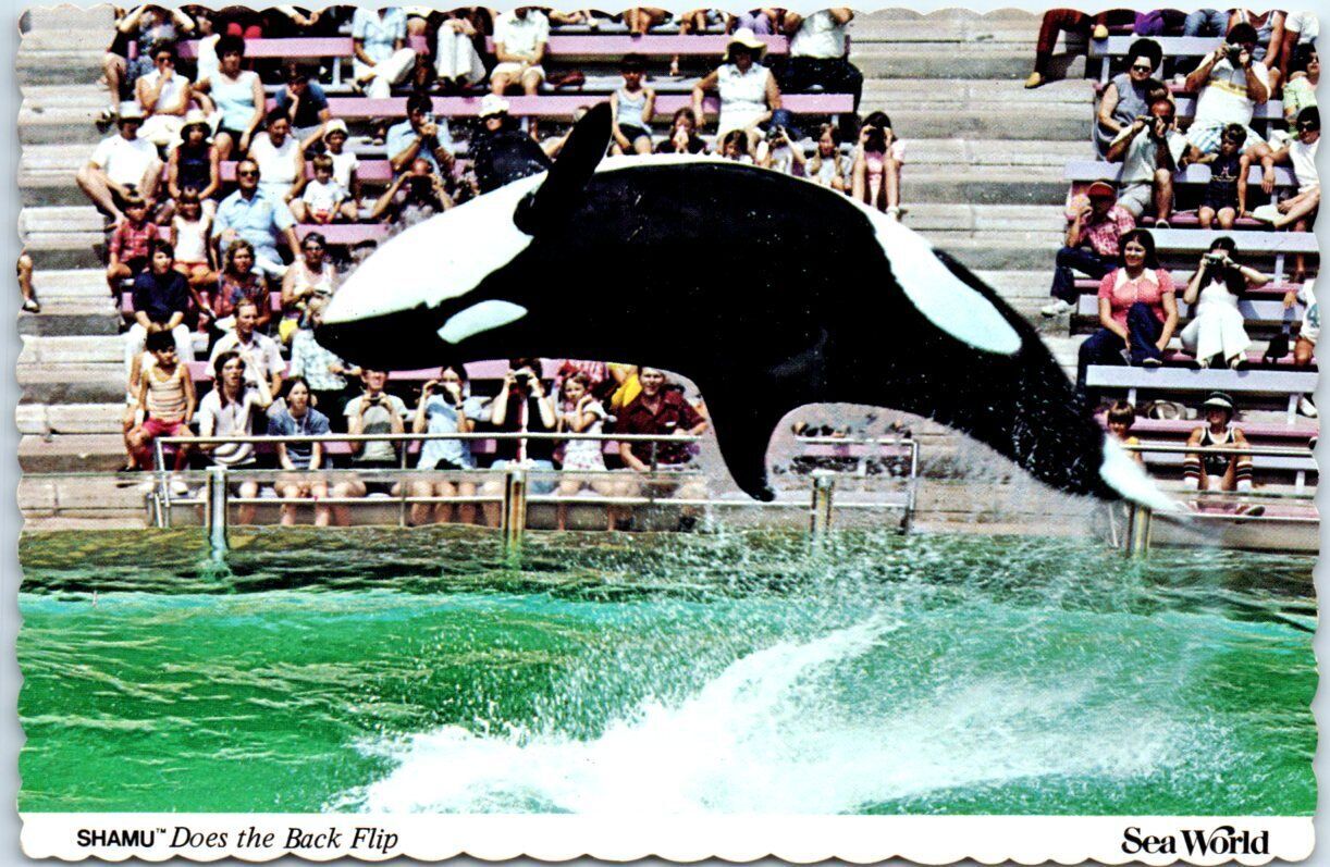 Shamu Does Back Flip at the Shamu Show, Sea World - San Diego ...