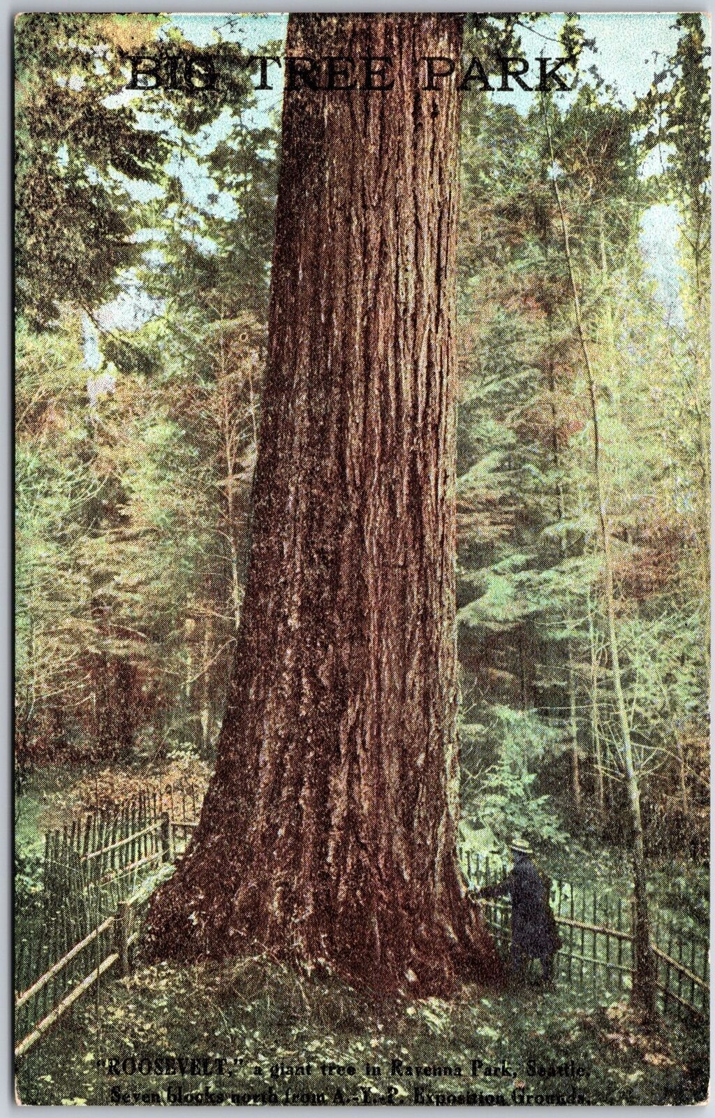 Roosevelt A Giant Tree In Ravenna Park Seatle Washington Big Tree Park ...