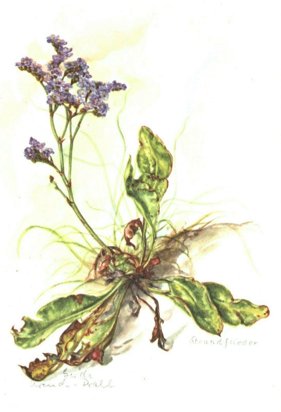 Vintage Postcard Stranflieder Flower Gerda Arends Prahl | Other ...