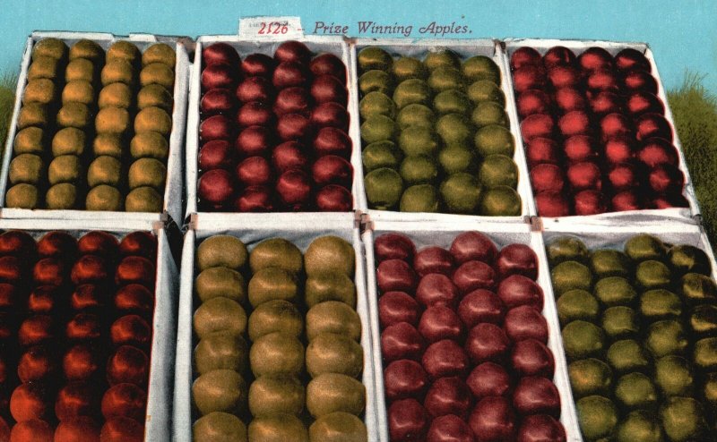 Vintage Postcard 1910's Portrait Prize Winning Green & Red Apples ...