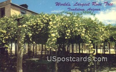 World's Largest Rose Tree - Tombstone, Arizona AZ | United States ...