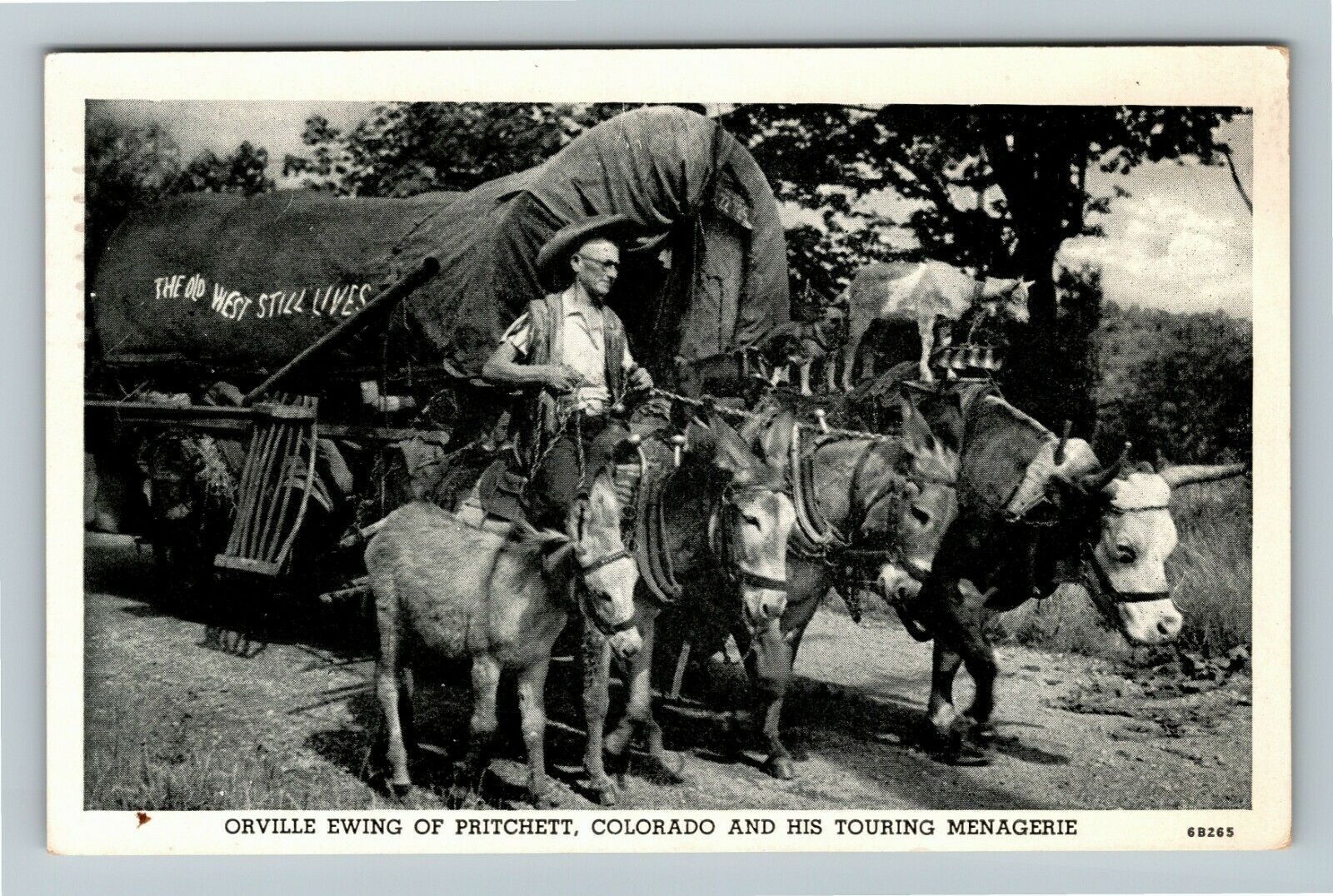 Pritchett CO-Colorado, Orville Ewing, Artist From Old West c1959 Chrome ...