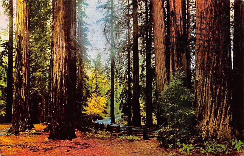 Fall Leaves in the Redwoods Muir Woods National Monument California ...
