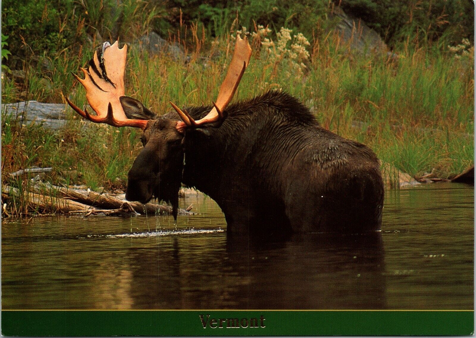 North America Wildlife Moose Lakes Forest Landscape Nature Chrome ...
