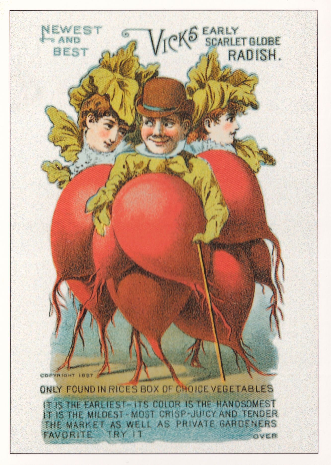 Vicks Scarlet Globe Radish Vegetables Advertising Postcard | Topics ...