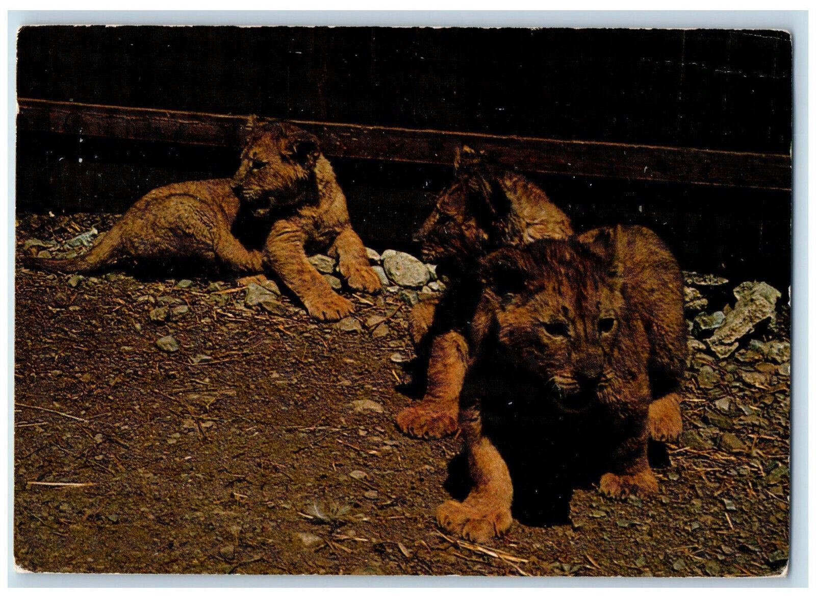 c1960's Map View, African Lion Safari, Rockton Ontario Canada Postcard ...