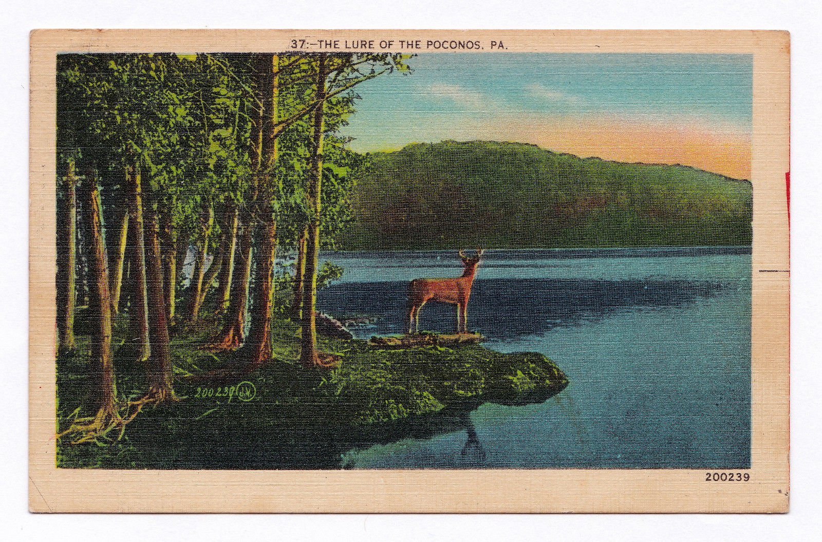 1930-45 Deer Buck Lure of the Poconos Pocono Mountains PA Canadensis ...