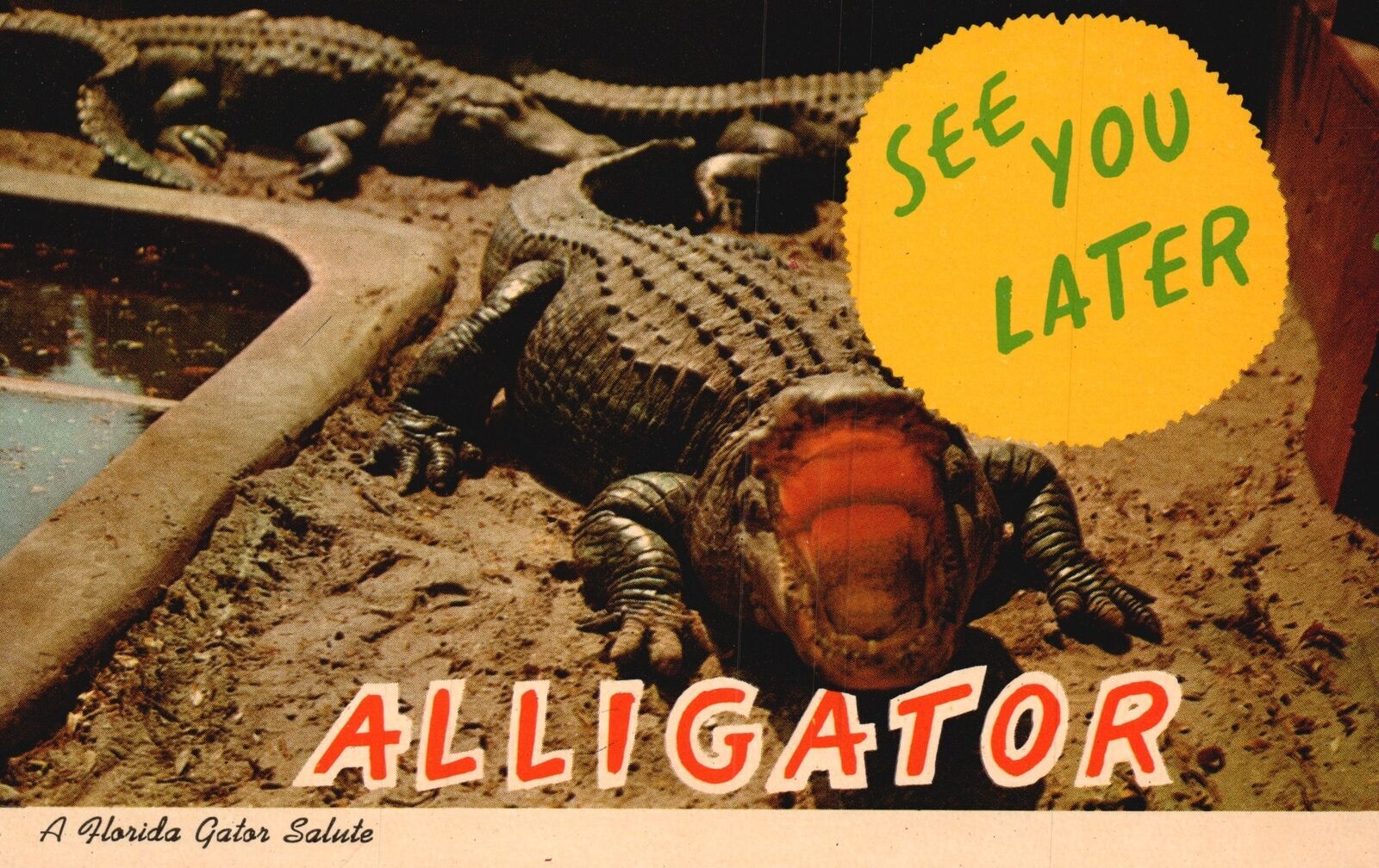 Vintage Postcard 1967 A Florida Gator Salute Alligator Big Wide and ...