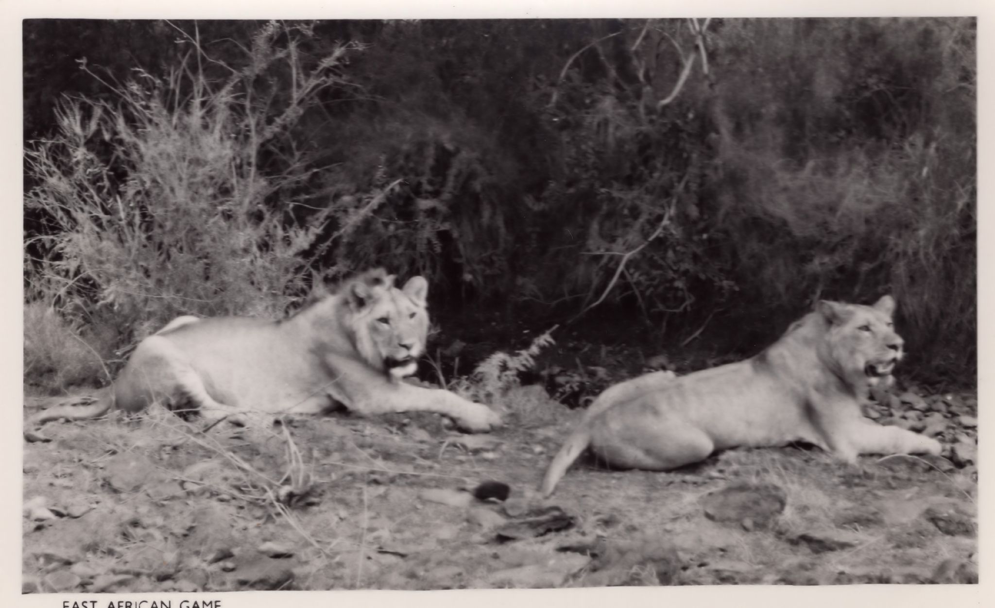 East Africa Kenya Game Lion Tiger Real Photo Nairobi Postcard | Topics ...