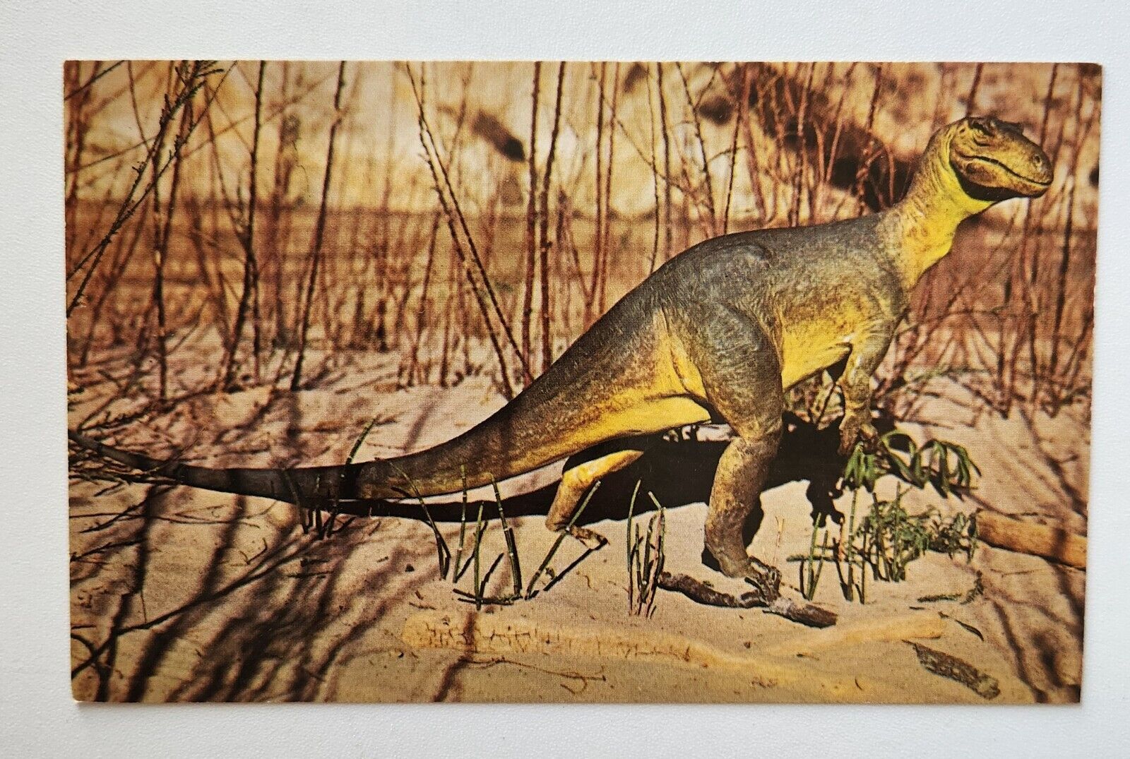 Antrodemus Dinosaur Model Artist Charles R. Knight Dinosaur Quarry CO ...