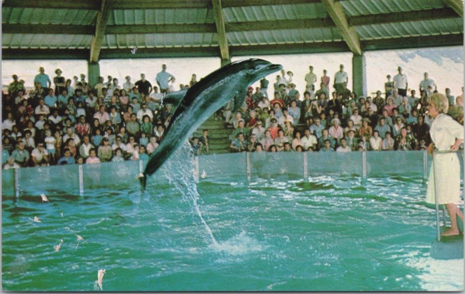 Wela Bottlenose Porpoise Ocean Science Center Hawaii HI Unused Postcard ...