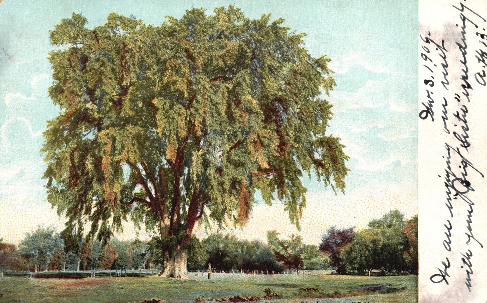 Vintage Postcard Big Oak Tree on Ground Park Recreational Area High C ...