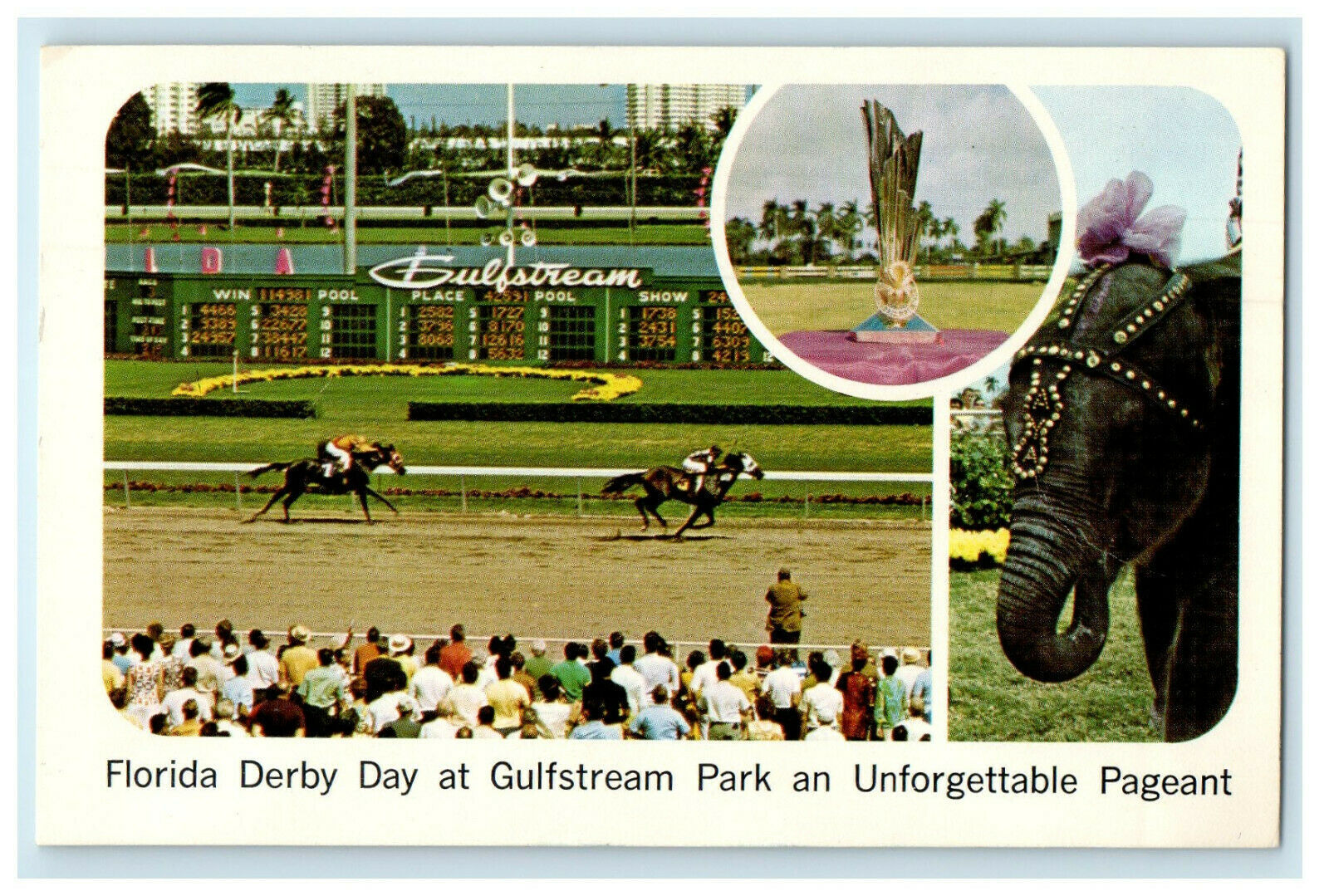 c1960s Florida Derby Day at Gulfstream Park an Unforgettable Pageant ...