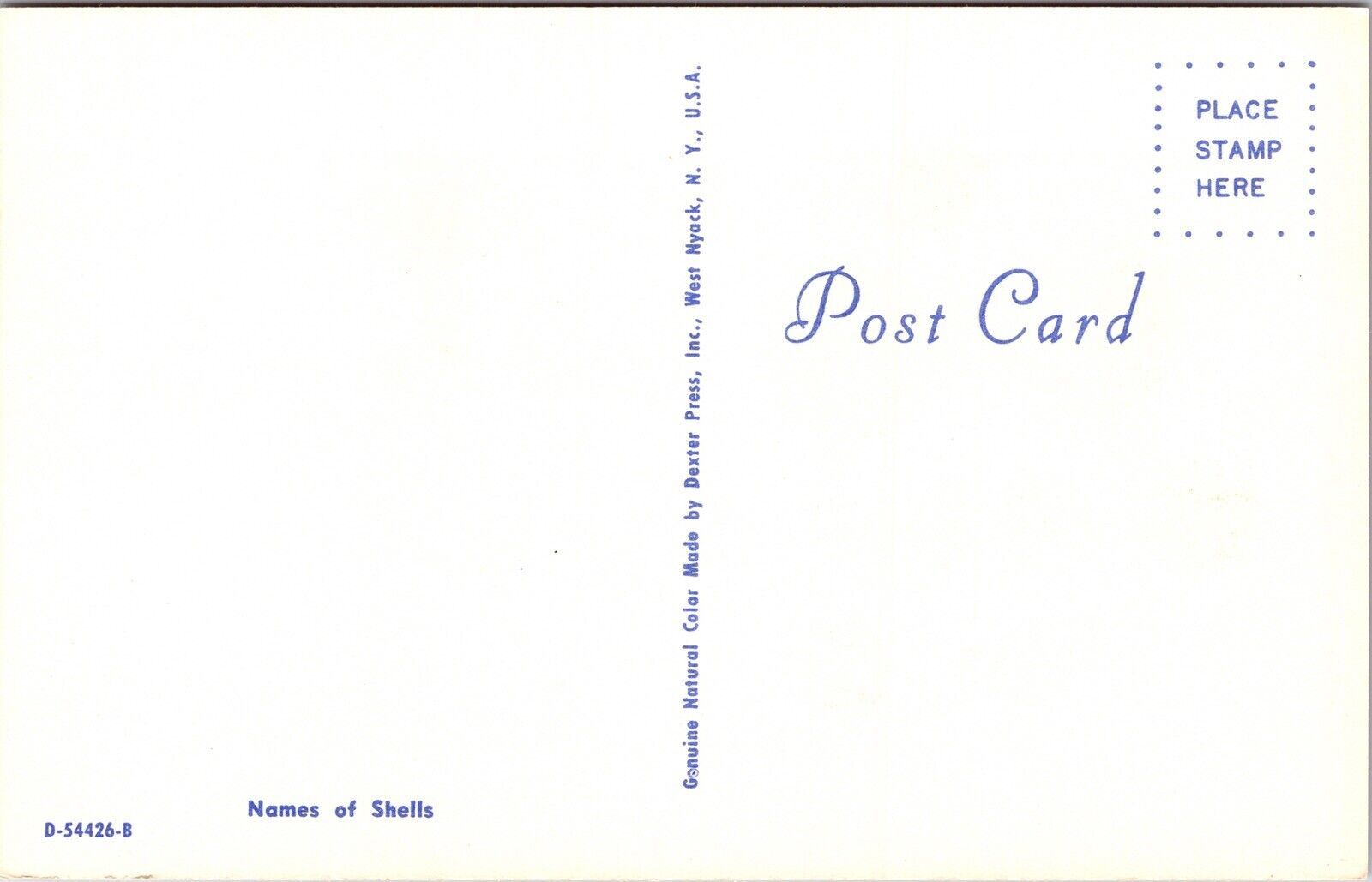 Sea Shells Collections Names & Appearance Chart Chrome Postcard ...