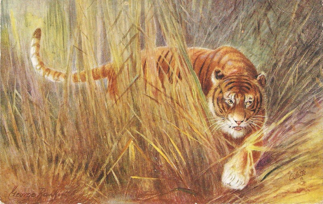 "George Ranking. The Tigress" Tuck Oilette Wild Animals Ser. PC # 8795 ...