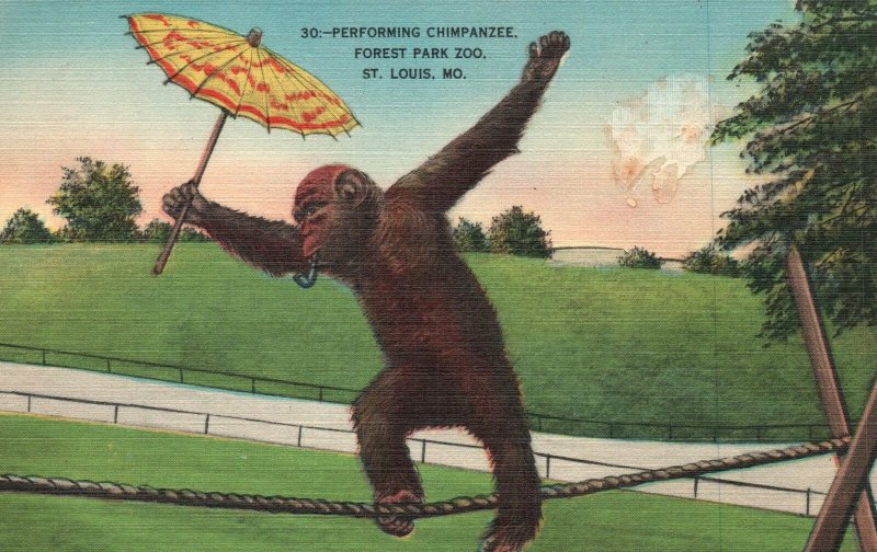 Vintage Postcard 1930's Performing Chimpanzee Forest Park Zoo St. Louis ...