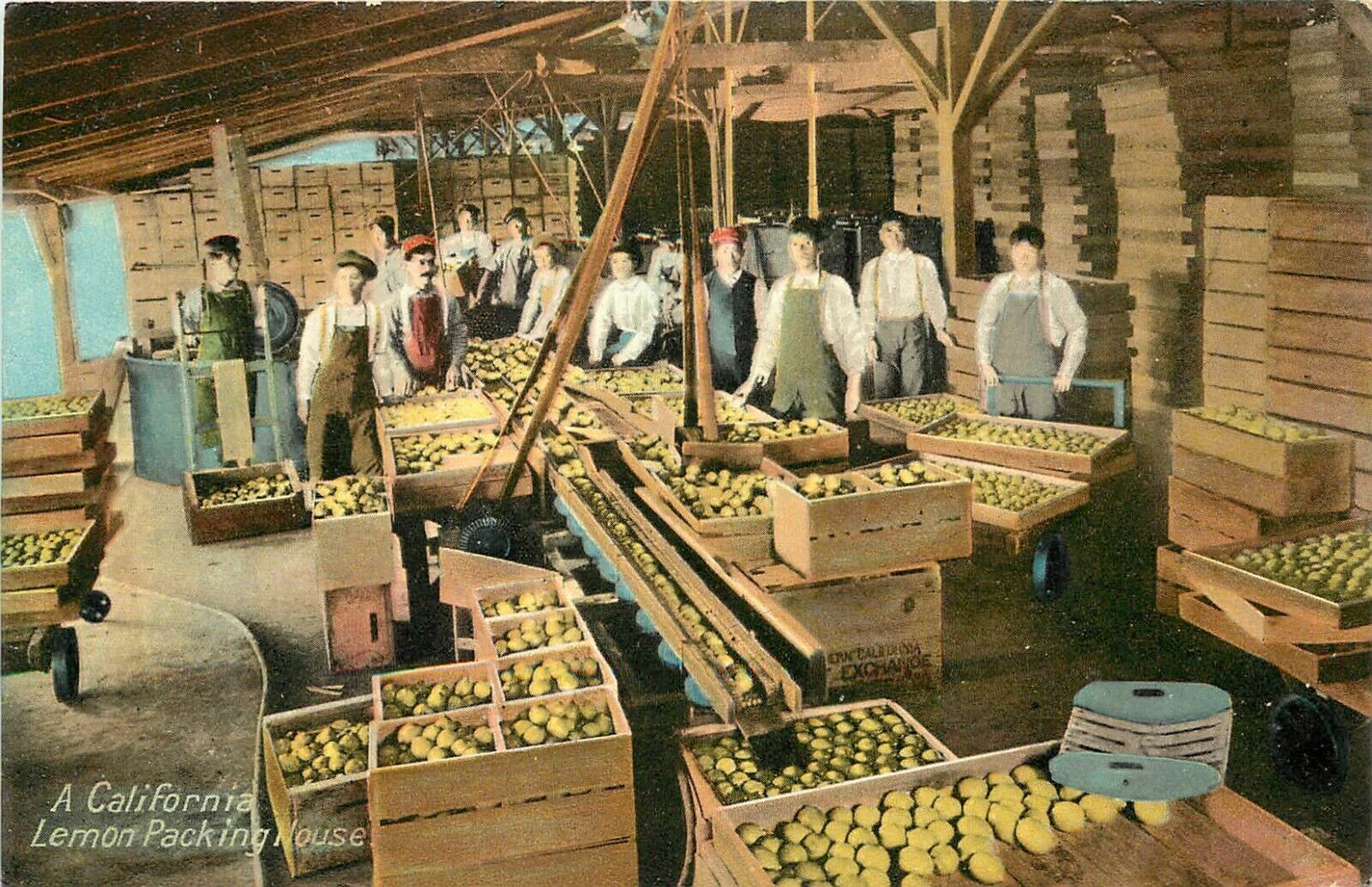 Vintage Postcard Interior of a California Lemon Packing House Newman Co ...