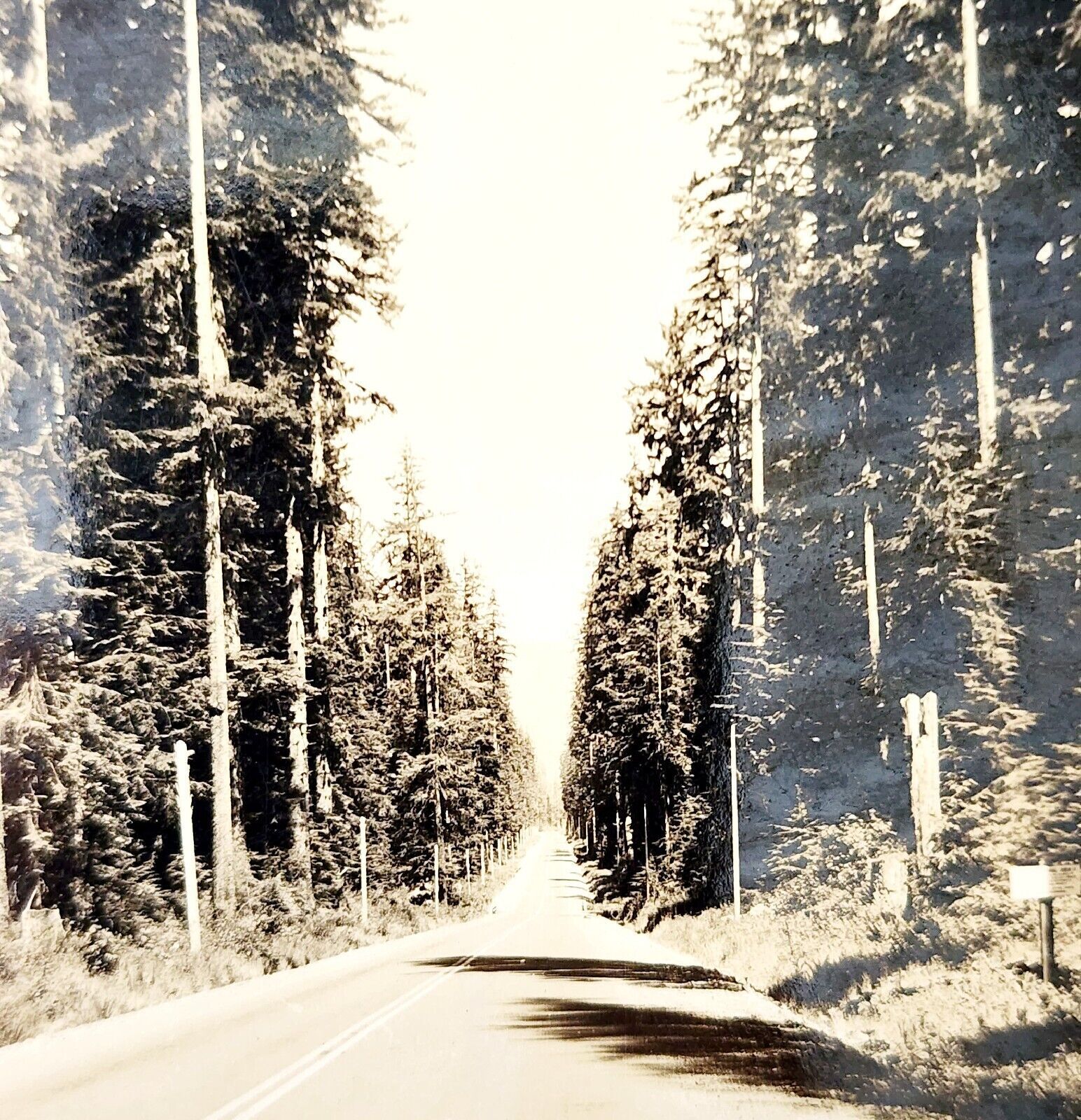 RPPC Western Washington Highway 1920s Pacific Northwest Coastal Ellis ...