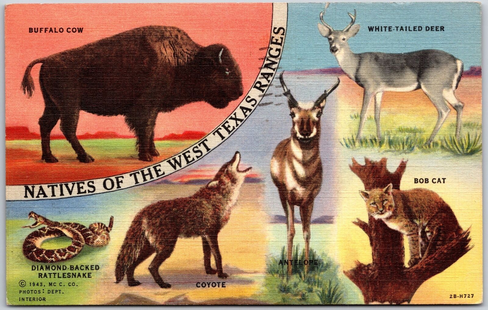 1953 Buffalo Cow Natives Of West Texas Ranges White-Tailed Deer Posted ...