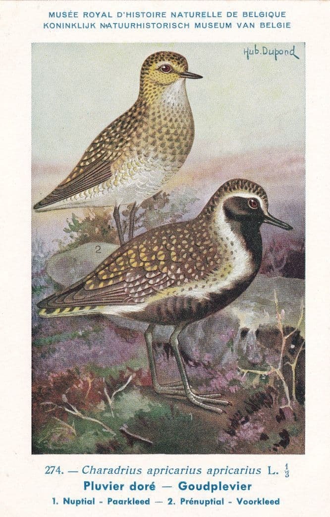 European Gold Plover Charadrius Apricarius WW2 Bird Rare Postcard ...