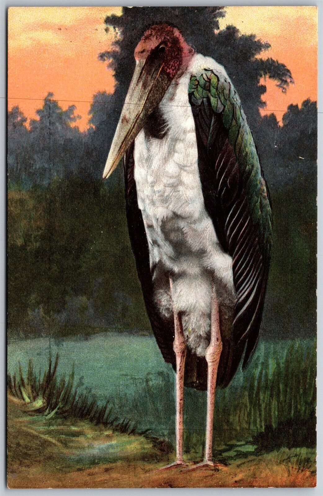 Vtg Animal Carrion Eating Stork Habitat East Indies Bird 1910s Old ...
