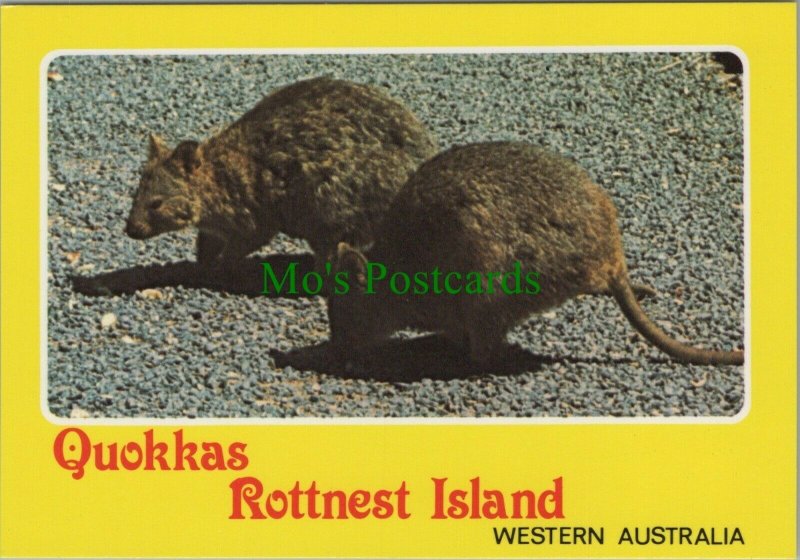 Animals Postcard - Quokkas, Rottnest Island, Western Australia RR12208 ...