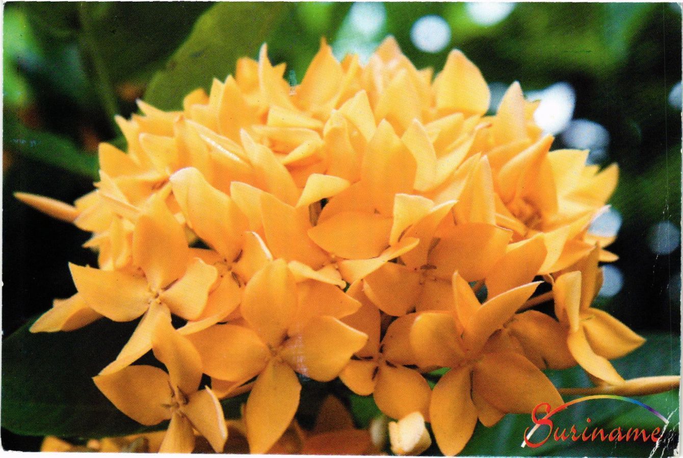 Faja Lobi Flower | Best Flower Site