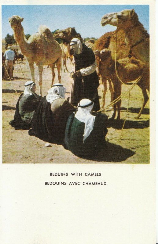Middle East Postcard - Beduins With Camels - Ref U4479 | Other ...