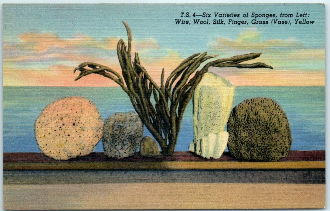 Six Varieties of Sponges - From left: Wire, Wool, Silk, Finger, Grass ...