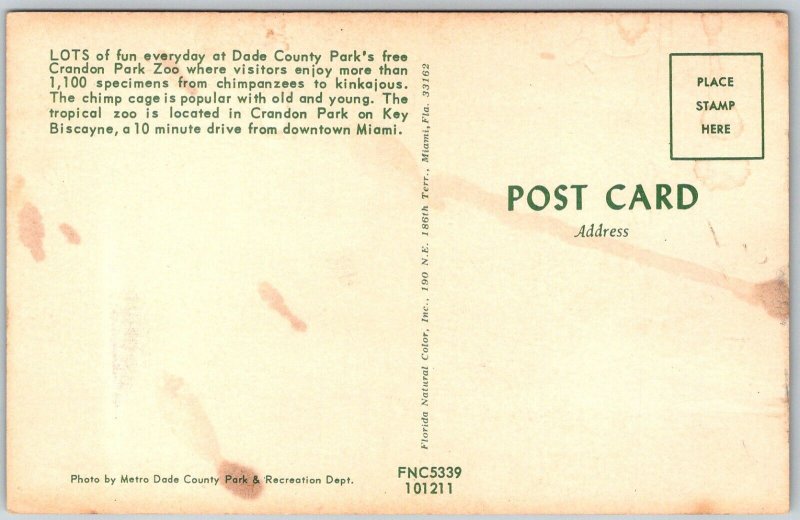 Key Biscayne Florida 1960s Postcard Crandon Park Zoo Chimpanzee near ...