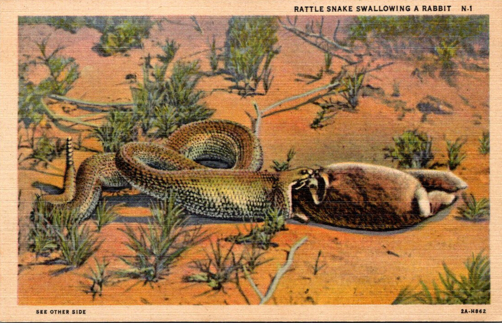 Snakes Rattle Snake Swallowing A Rabbit Curteich | Topics - Animals ...