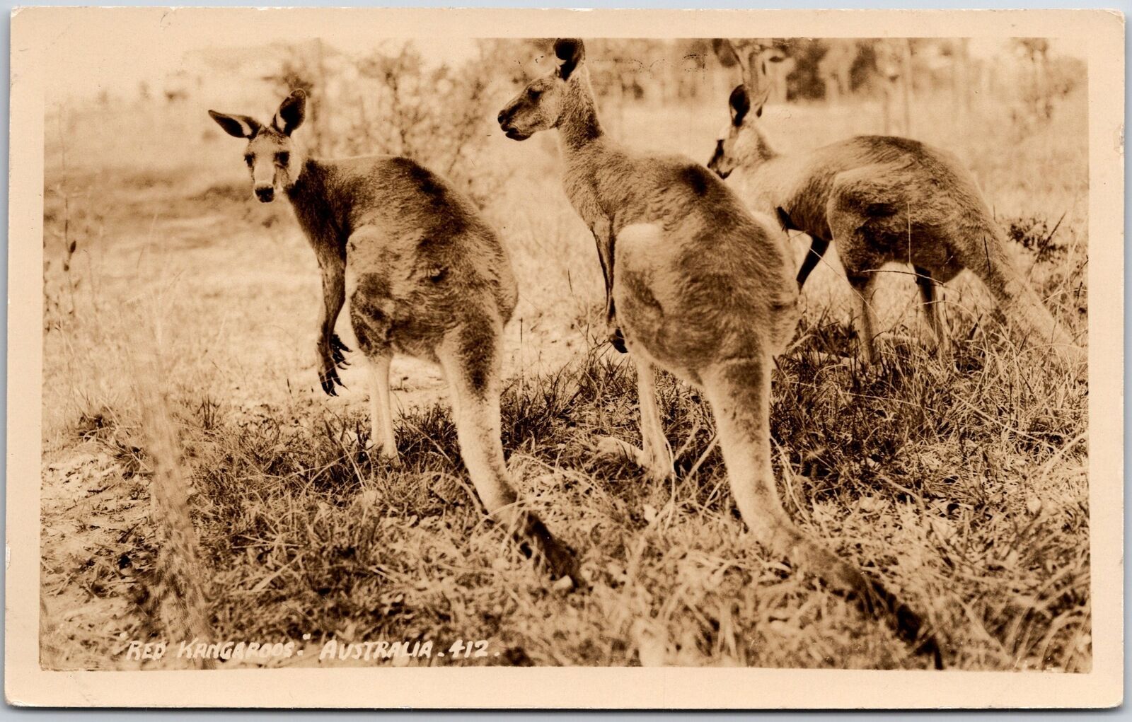 Red Kangaroos Australia Native Animals Terrestrial Mammal Postcard ...