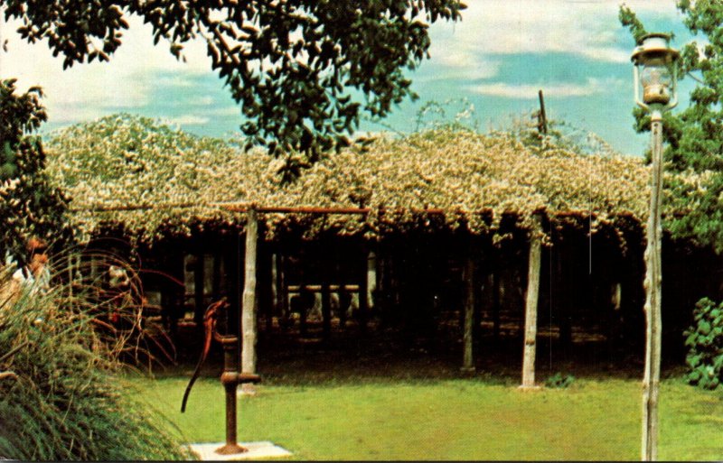 Arizona Tombstone Lady Banksia Rose World's Largest Rose Bush | United ...