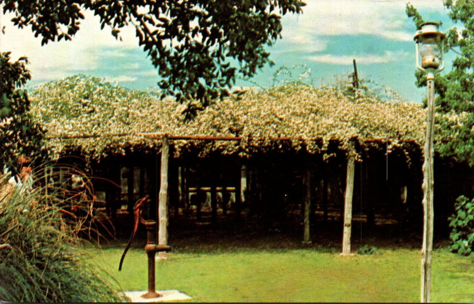 Arizona Tombstone Lady Banksia Rose World's Largest Rose Bush | United ...