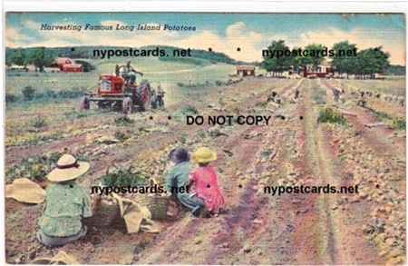 Harvesting Long Island Potatoes | United States - New York - Long ...