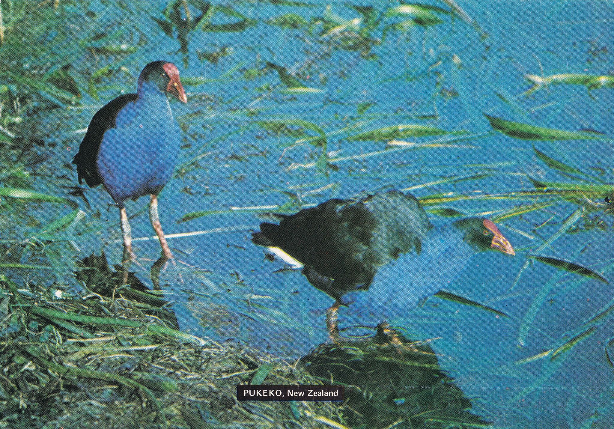 Pukeko Swamp Hen New Zealand Tiki Bird Postcard | Australia & Oceania ...