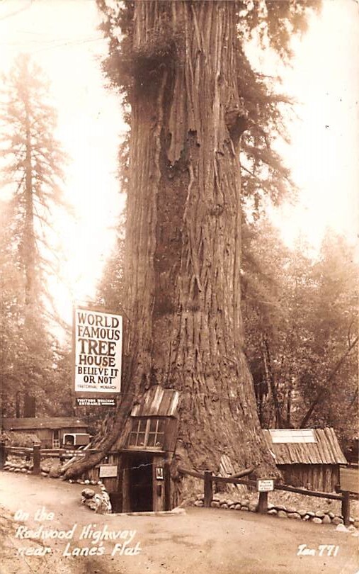 Redwood Hwy. near Lane's Flat World Famous Tree House Zan 771 - Piercy ...