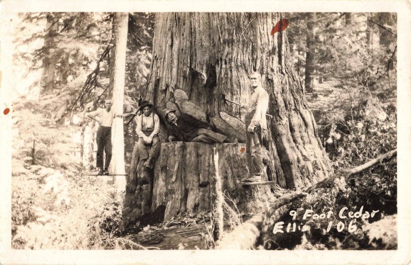 1938 RPPC Loggers Lumber Jacks Cutting 9 Foot Cedar Tree Postcard 2R4 ...