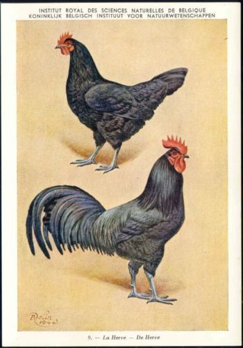 Chicken, Hen Rooster, Herve (1950s) Signed Delin | Europe - Belgium - Liege - Herve, Postcard ...