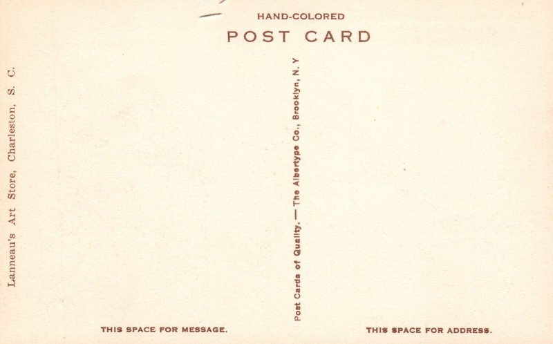 Vintage Postcard Bank of Azaleas Tall Cedar Middleton Place Garden ...