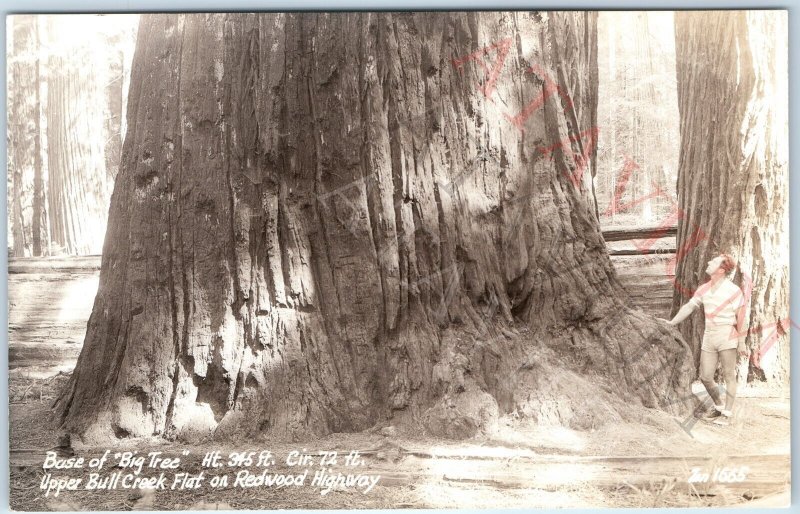 1940s Humboldt Co CA RPPC Giant Big Tree +Man Upper Bull Creek Flat ...