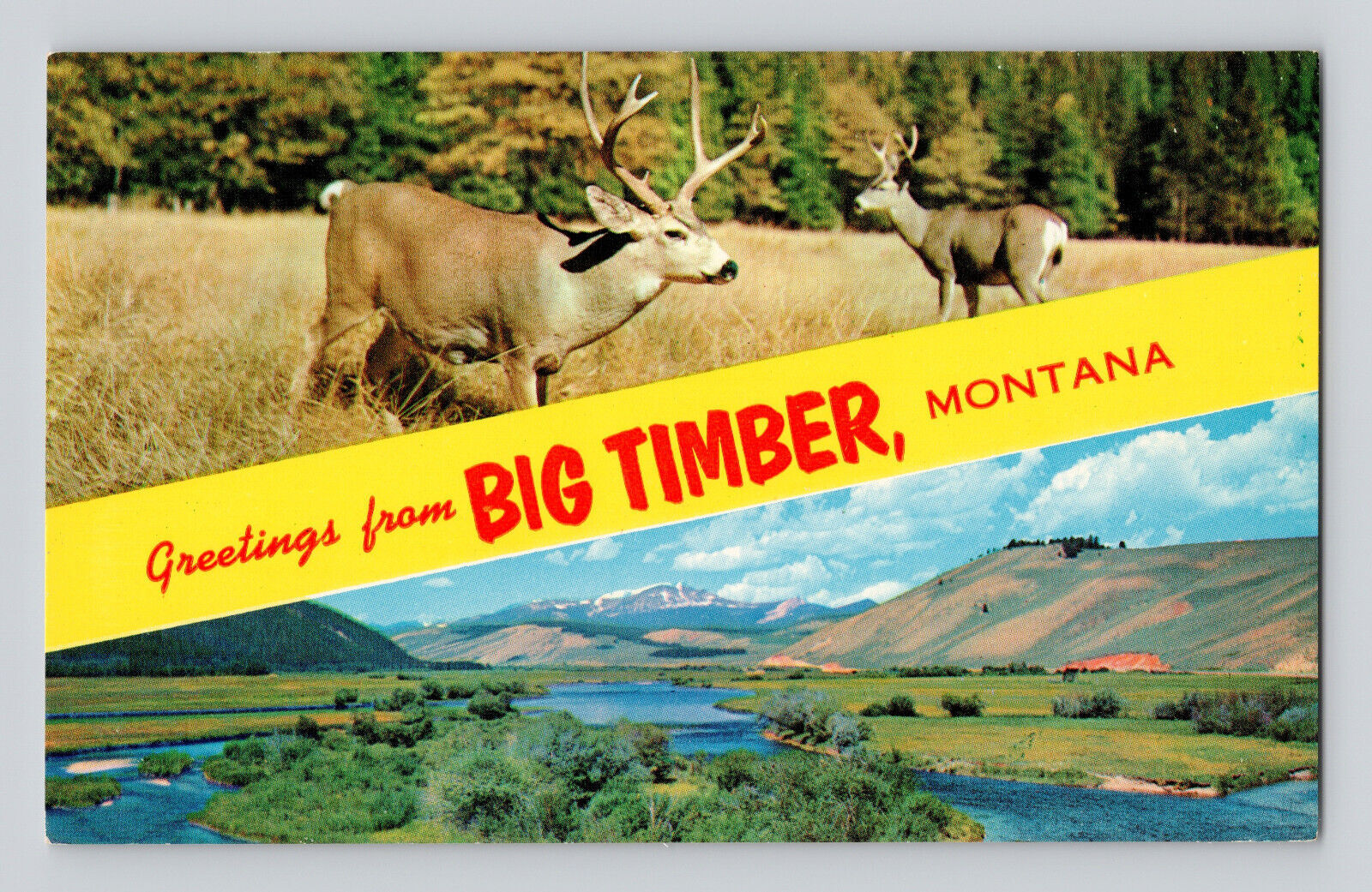 Postcard Montana Big Timber MT Deer River Banner Split View 1960s ...