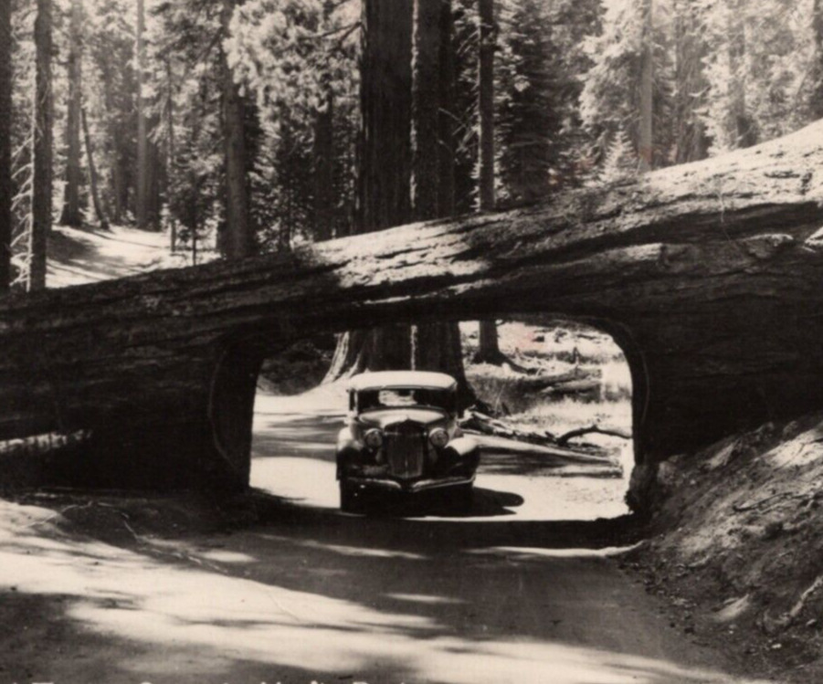 RPPC Tunnel Tree Sequoia Car Drive Thru Redwood Big Tree Highway ...