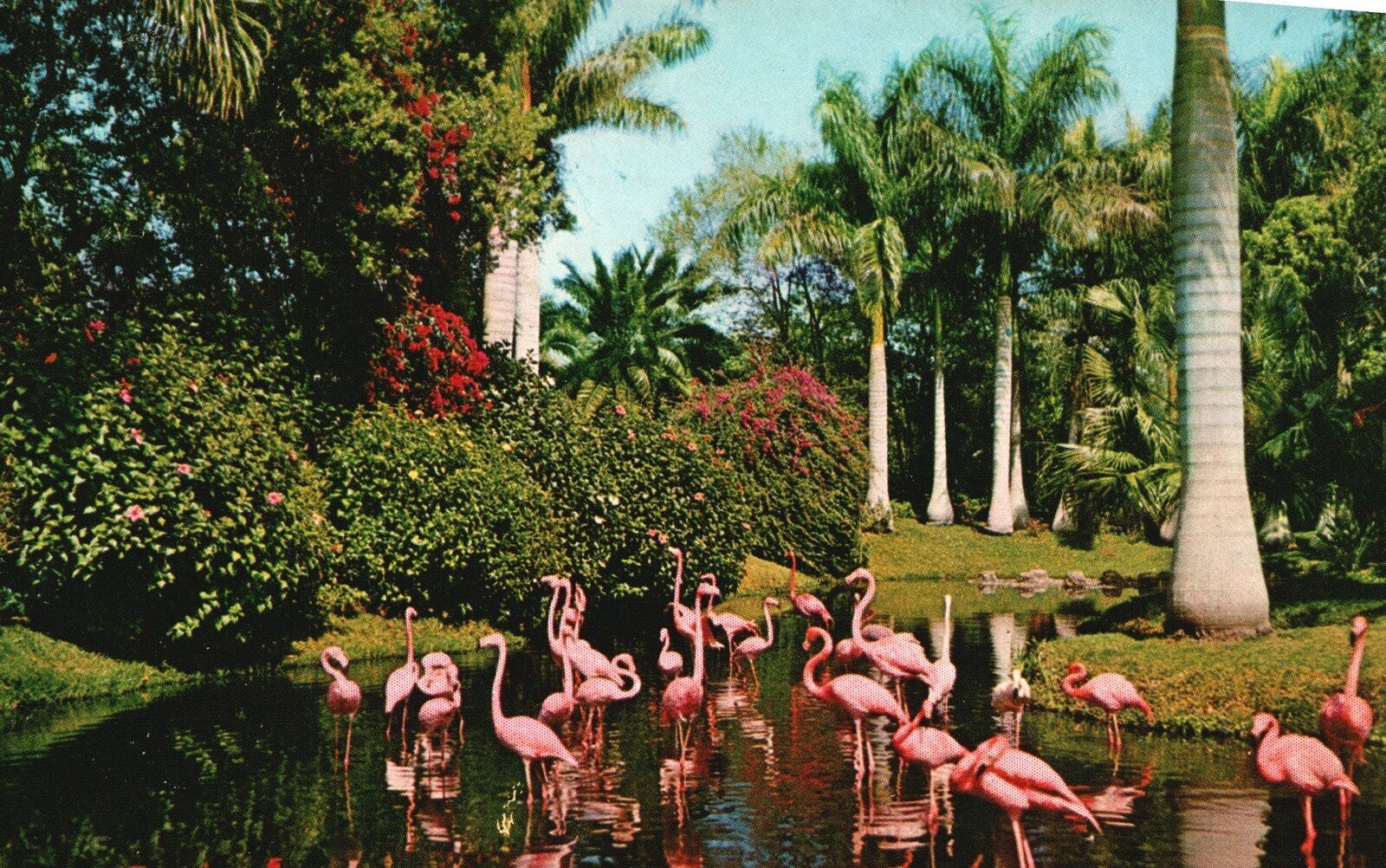 Vintage Postcard Flamingos in Tropical General Florida Scene Flowers ...
