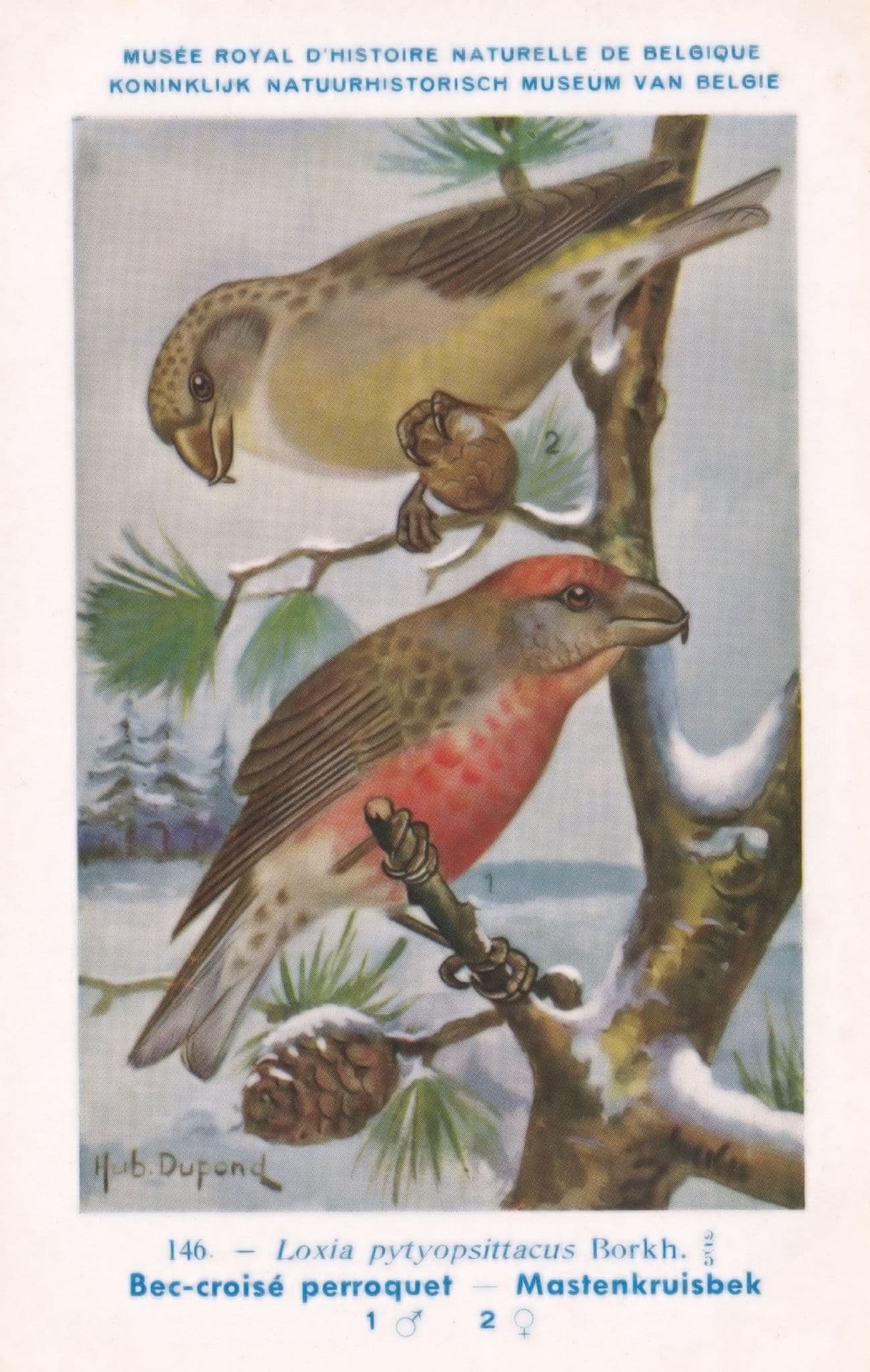 Parrot Crossbill Loxia Pytyopsittacus WW2 Bird Vintage Rare Postcard ...