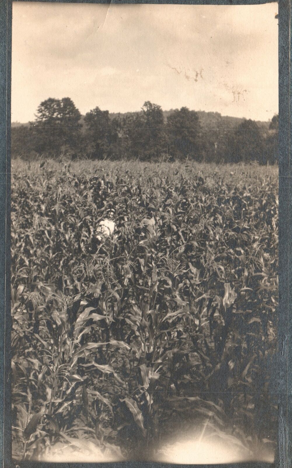 Vintage Postcard Corn Field Farming Crop Fresh Farm Produce Photo RPPC ...