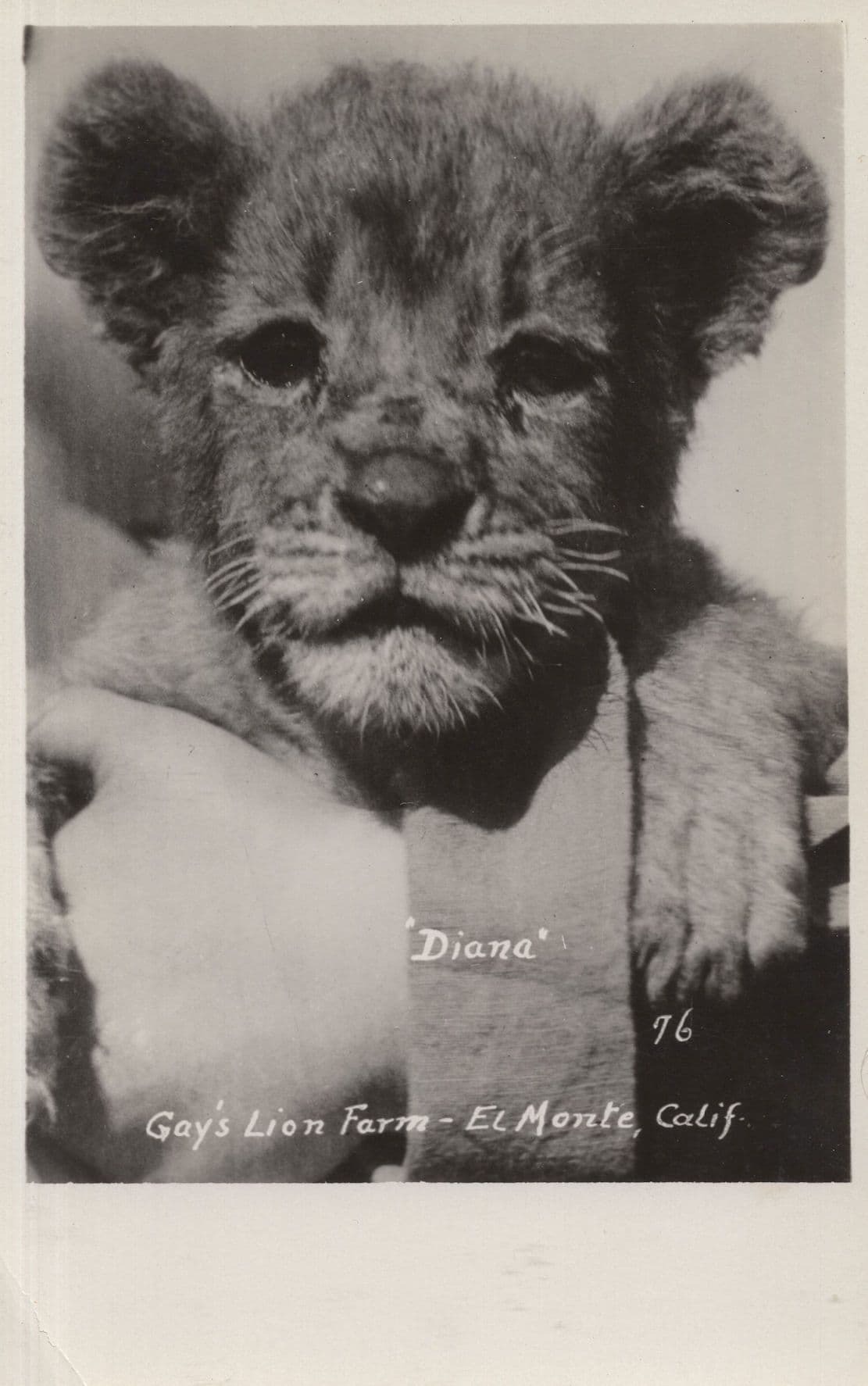 Diana Gays Lion Farm Zoo El Monte Old Cub WW1 Real Photo Postcard ...