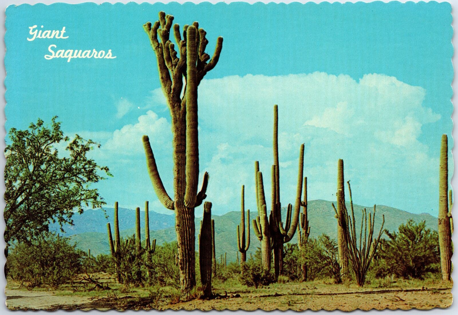 Vintage Continental Size Postcard the Giant Saguaro Cactus in the ...
